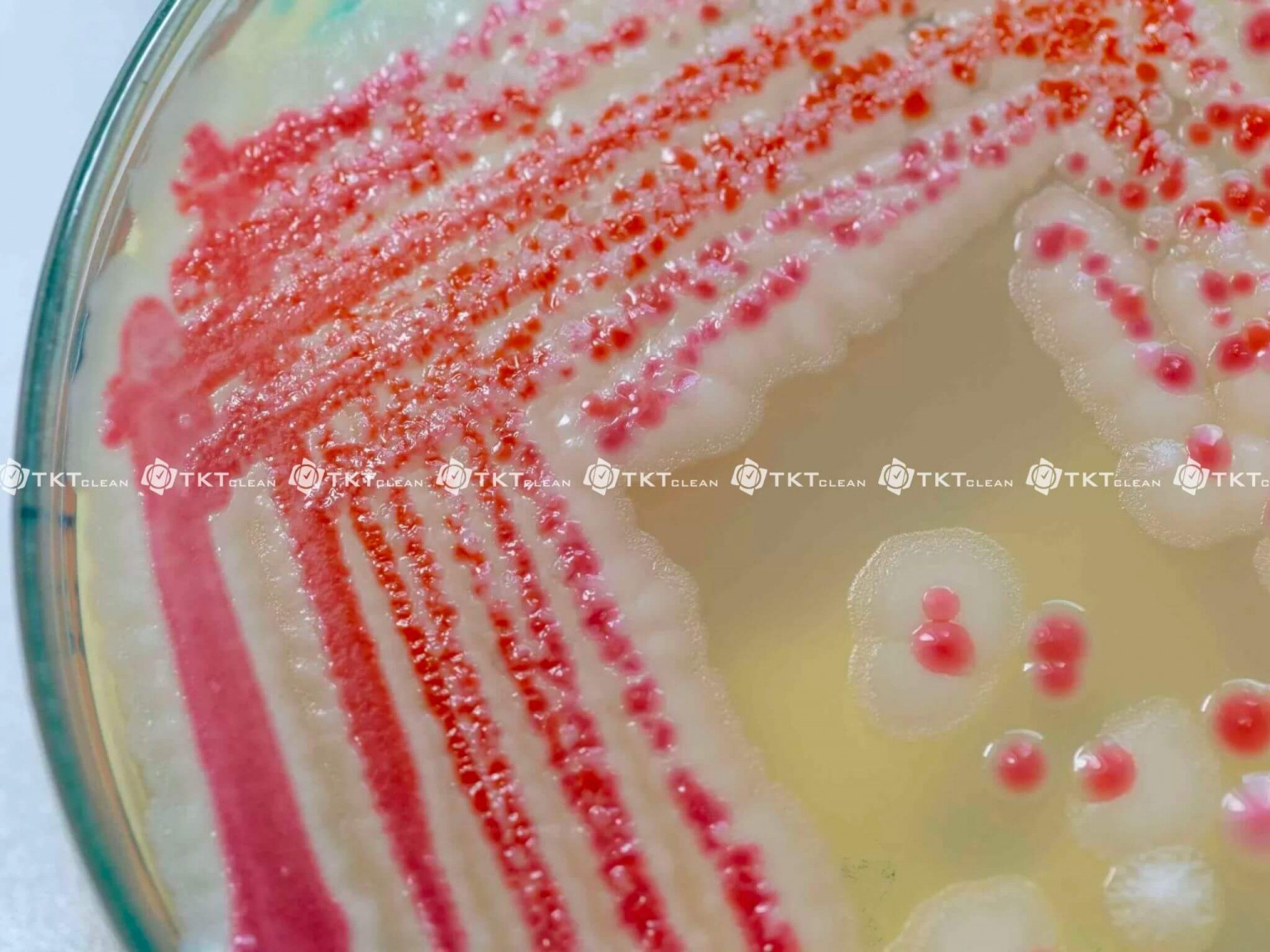 How to effectively remove pink mold - TKT Clean